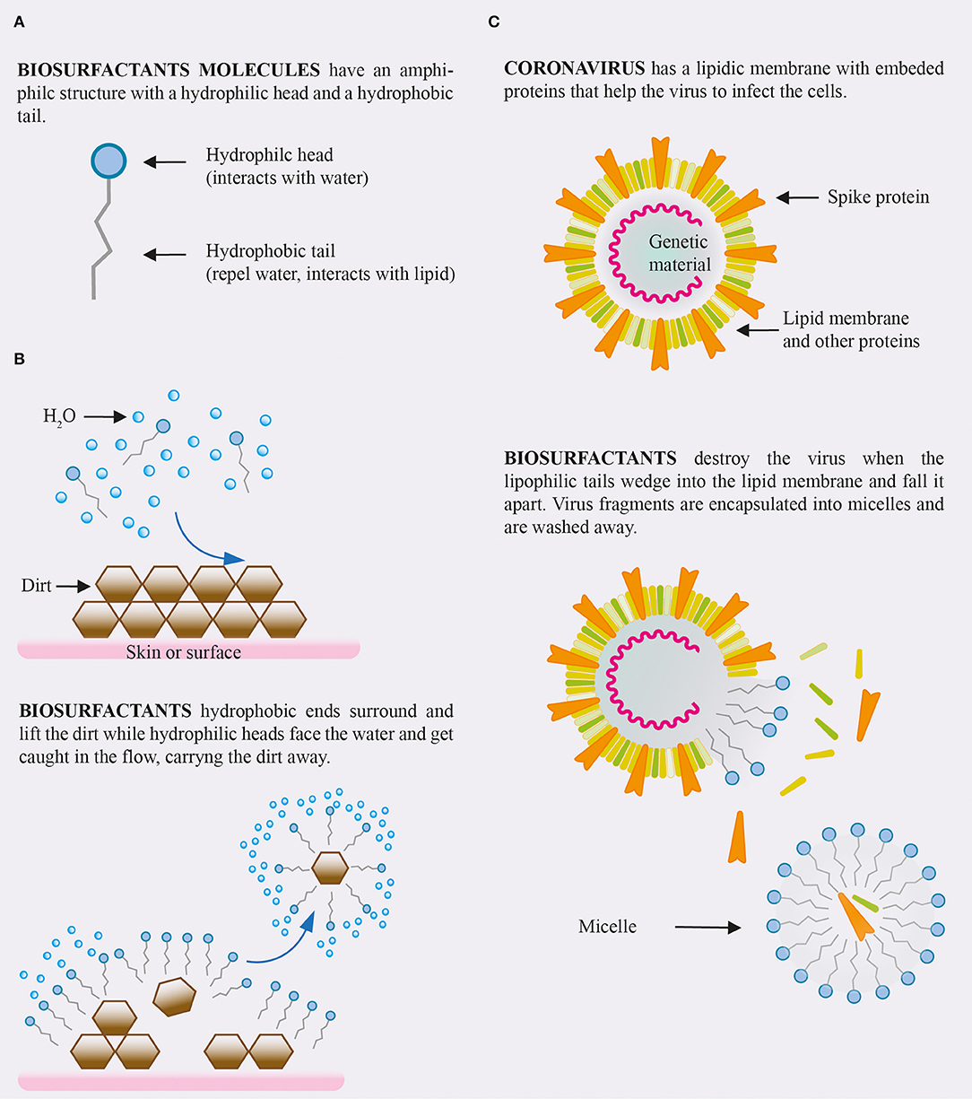 Frontiers | Biosurfactants: A Covid-19 Perspective