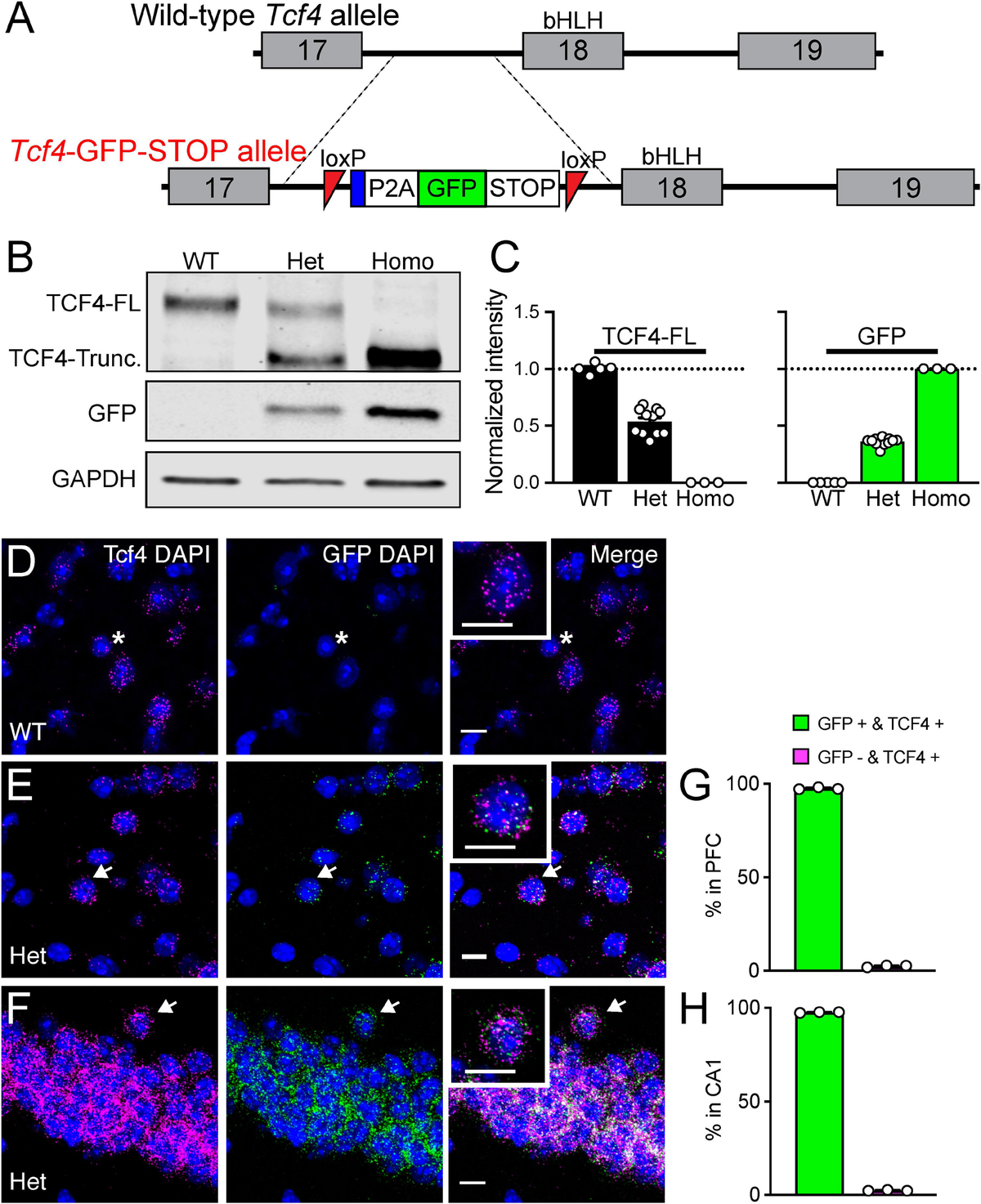 Frontiers | Region and Cell Type Distribution of TCF4 in the Postnatal ...