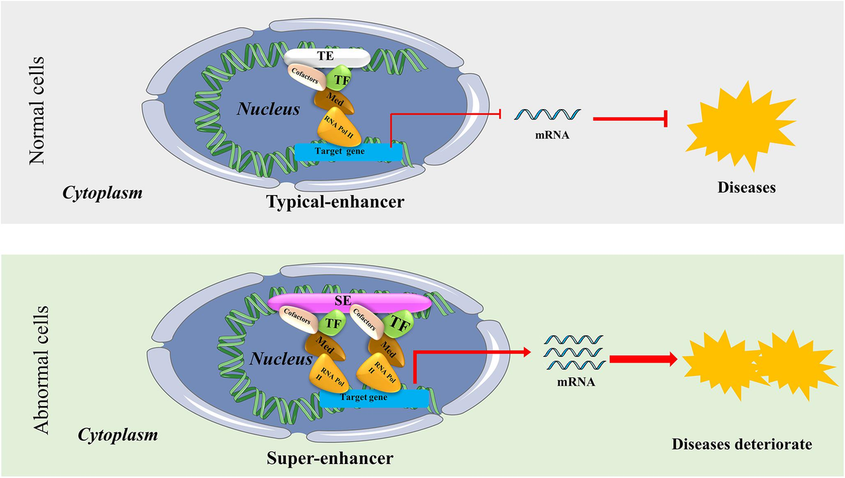 Frontiers | Functions and Clinical Significance of Super-Enhancers in ...