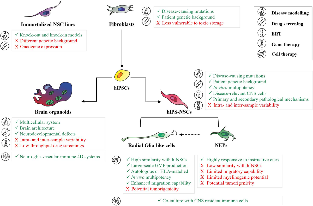 Frontiers | Human iPSC-Based Models for the Development of Therapeutics ...