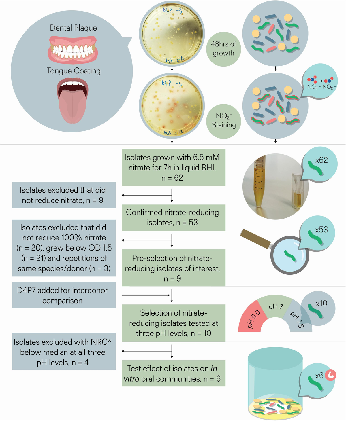 Frontiers | Isolation and Characterization of Nitrate-Reducing Bacteria ...