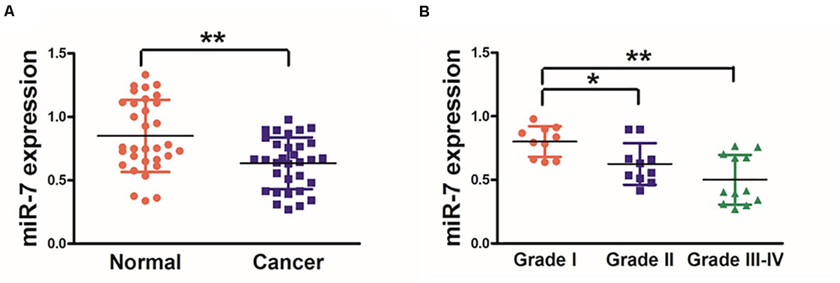 Frontiers | Down-Regulation of miR-7 in Gastric Cancer Is Associated ...