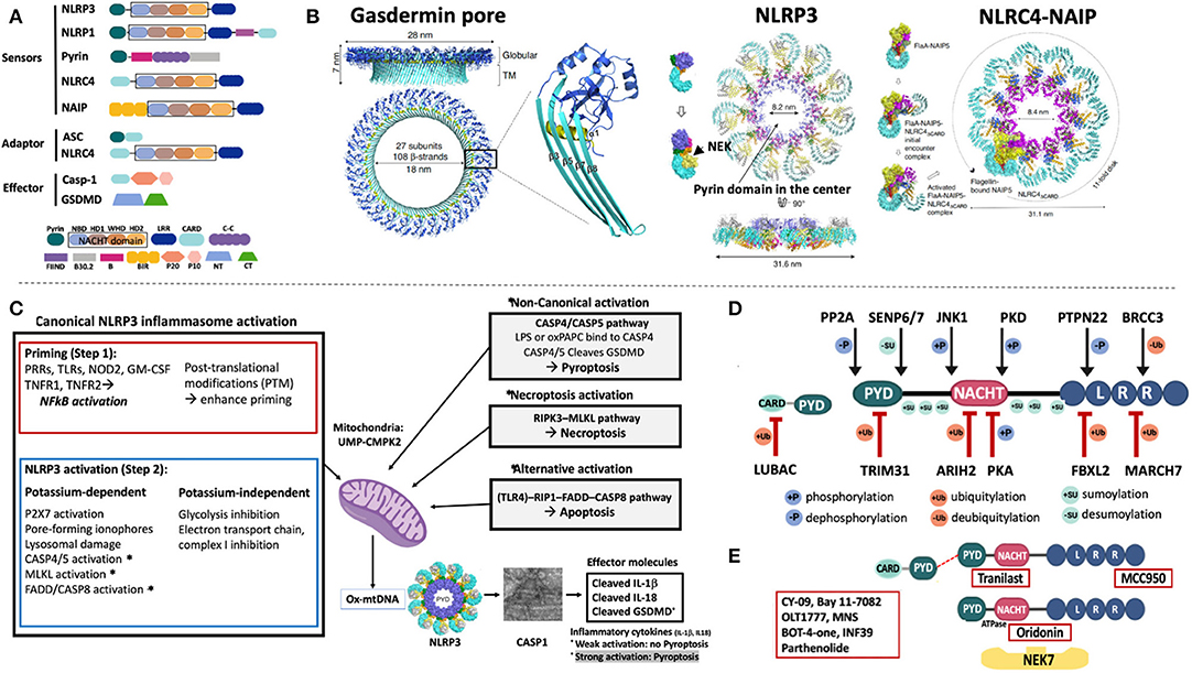 Frontiers | Human Autoinflammatory Diseases Mediated by NLRP3-, Pyrin-, NLRP1-, and NLRC4 ...