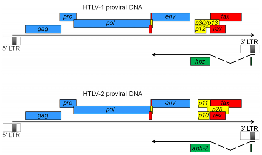 Frontiers | Functional comparison of antisense proteins of HTLV-1 and ...
