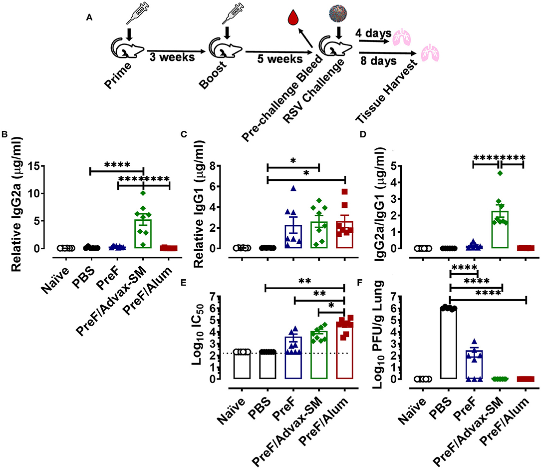 Frontiers | Prefusion RSV F Immunization Elicits Th2-Mediated Lung ...