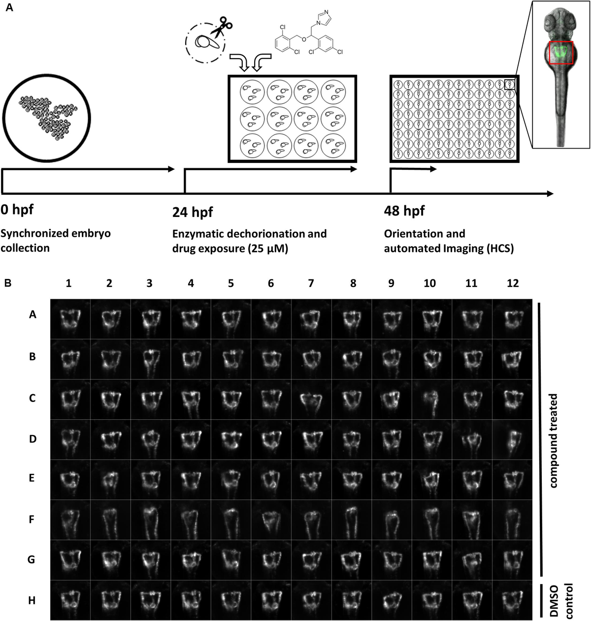 Frontiers | In vivo High-Content Screening in Zebrafish for ...