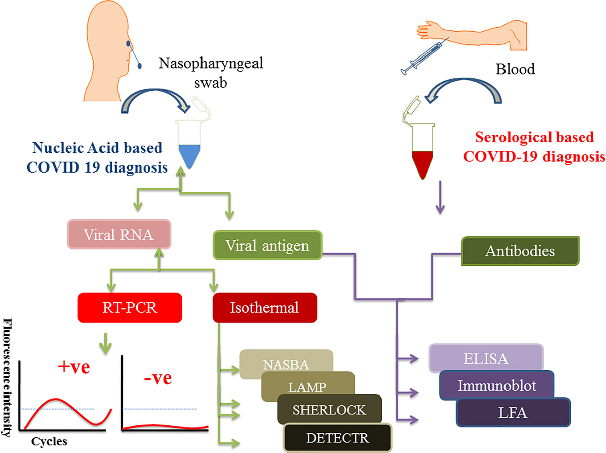Frontiers | An Update on Molecular Diagnostics for COVID-19