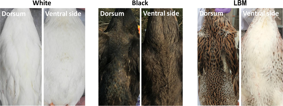 Frontiers | Transcriptome Reveals Multi Pigmentation Genes Affecting ...