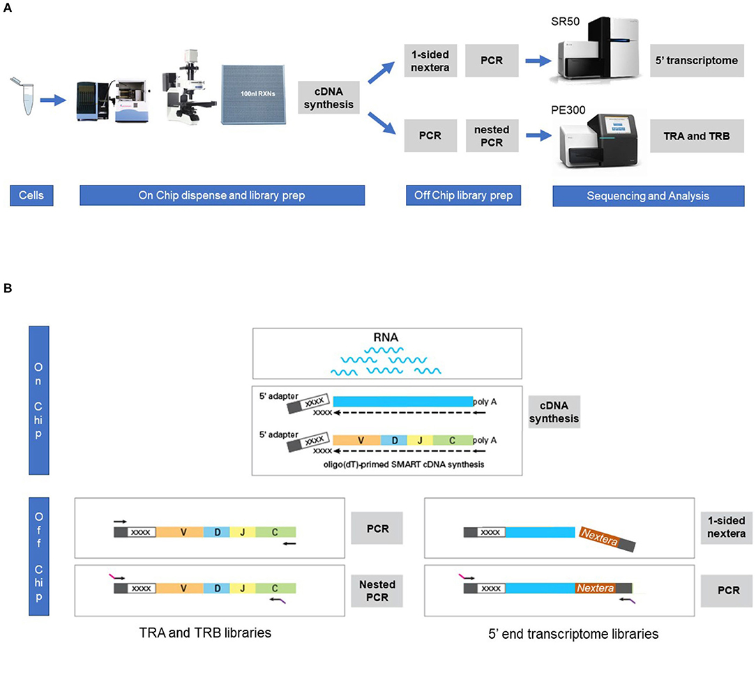 Frontiers | Validation of a Combined Transcriptome and T Cell Receptor ...