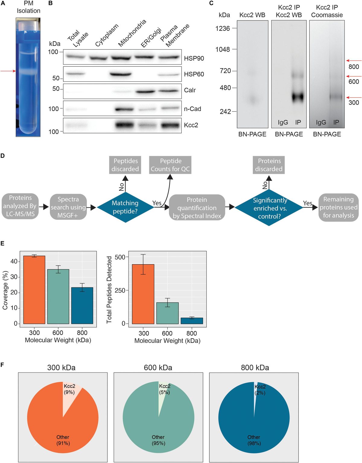 Frontiers | Isolation and Characterization of Multi-Protein Complexes ...