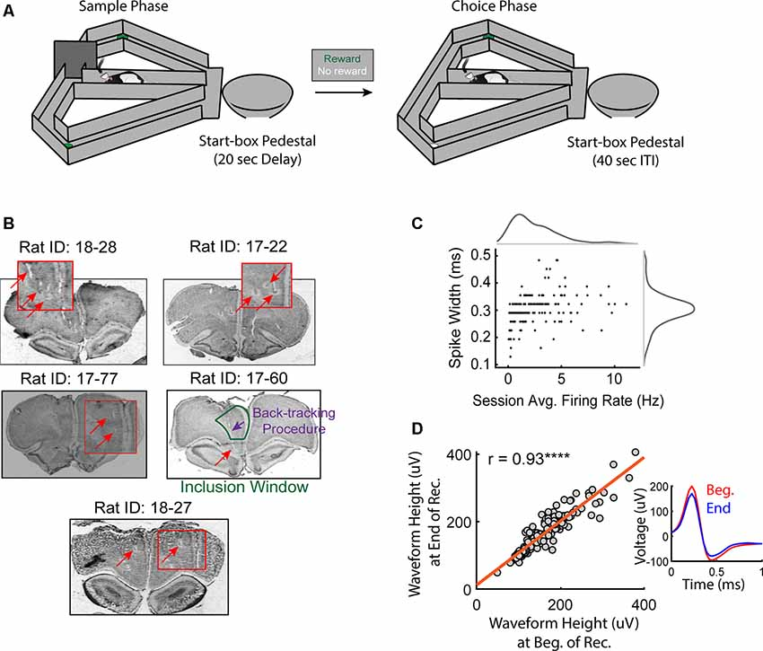 Frontiers | Representations of On-Going Behavior and Future Actions During a Spatial Working ...