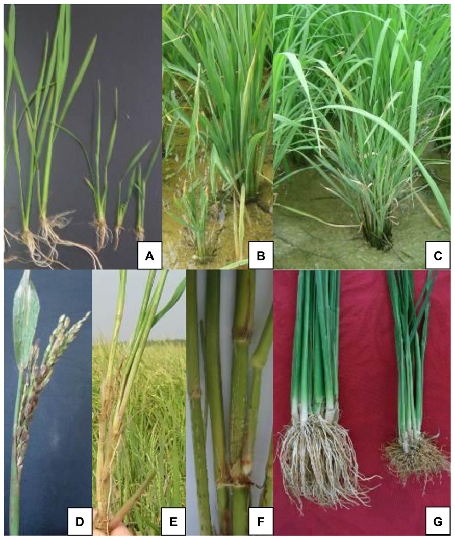 Frontiers | Southern rice black-streaked dwarf virus: a white-backed ...
