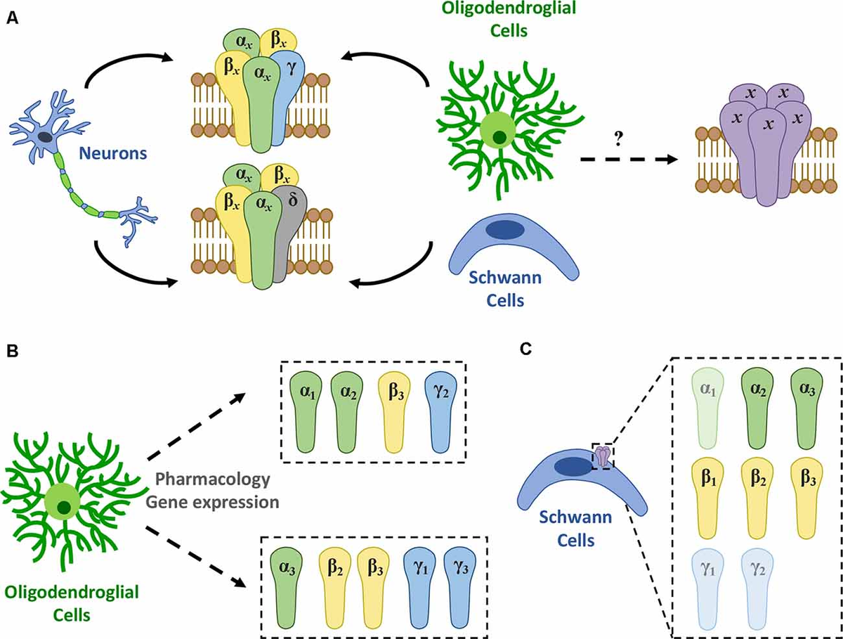 Frontiers | Expression and Function of GABA Receptors in Myelinating Cells