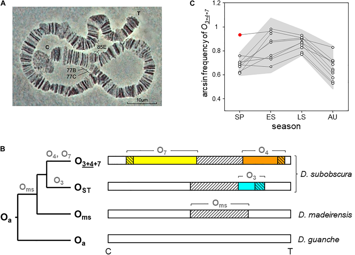 Frontiers | The Cyclically Seasonal Drosophila subobscura Inversion O7 ...