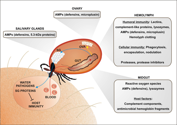 Frontiers | Interaction of the tick immune system with transmitted ...