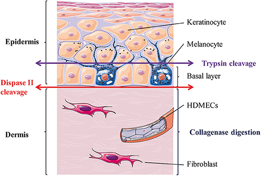 Frontiers | A Method for Isolating and Culturing Skin Cells ...