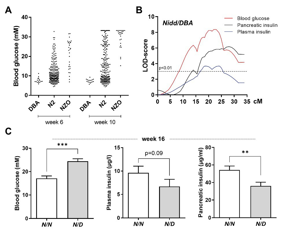 Frontiers | Identification of Novel Potential Type 2 Diabetes Genes ...
