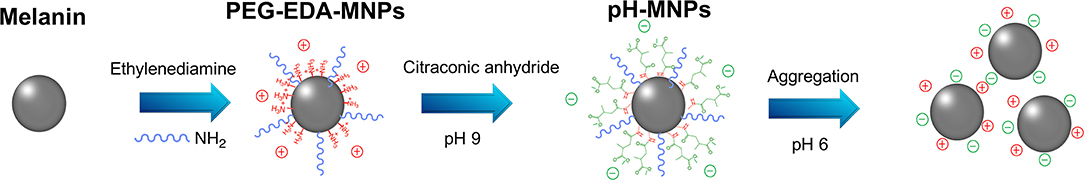 Frontiers | pH-Triggered Assembly of Natural Melanin Nanoparticles for ...