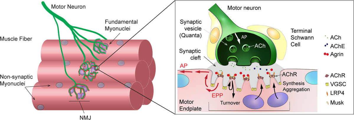 Frontiers | The TOR Pathway at the Neuromuscular Junction: More Than a ...