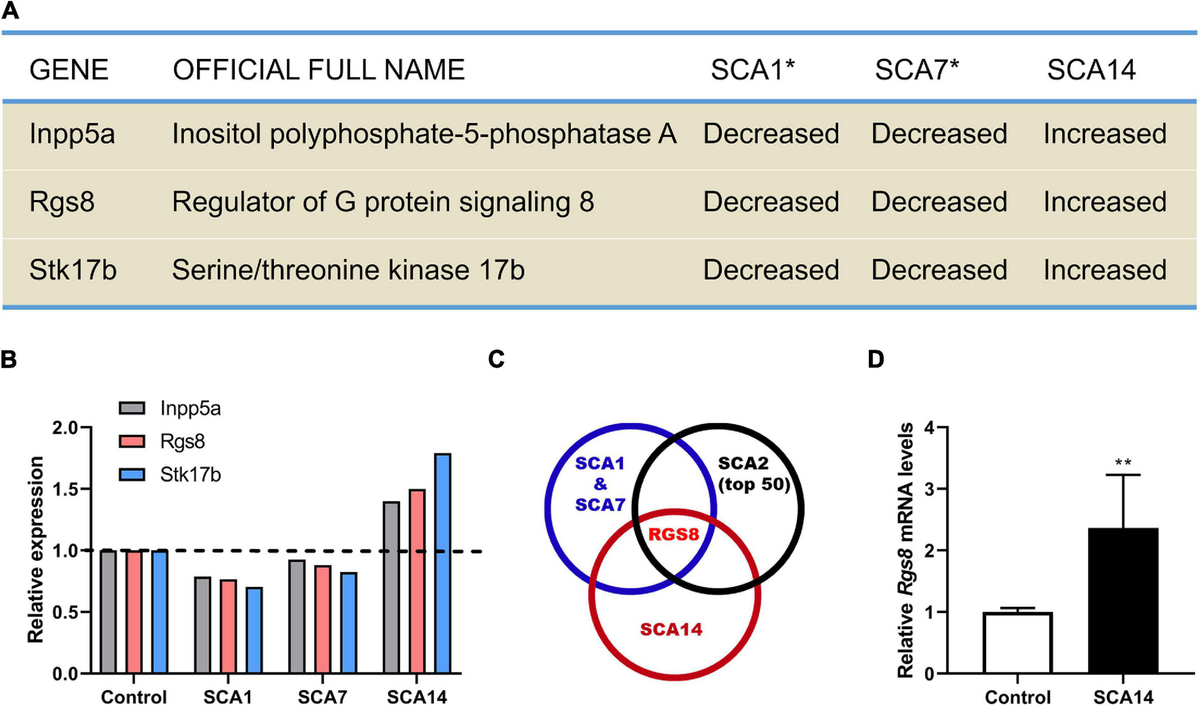 Frontiers | Modulation of Increased mGluR1 Signaling by RGS8 Protects ...