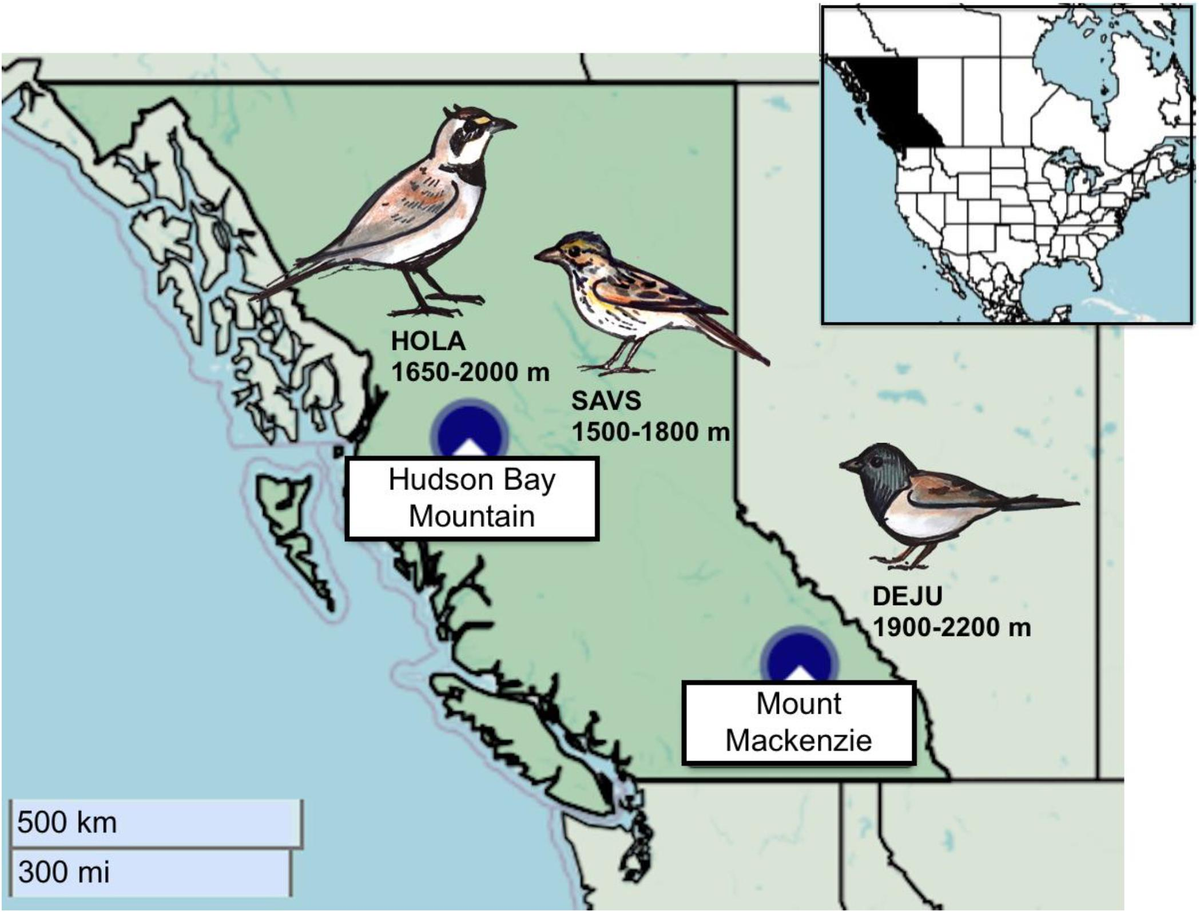 Frontiers | Timing and Intensity of Weather Events Shape Nestling ...