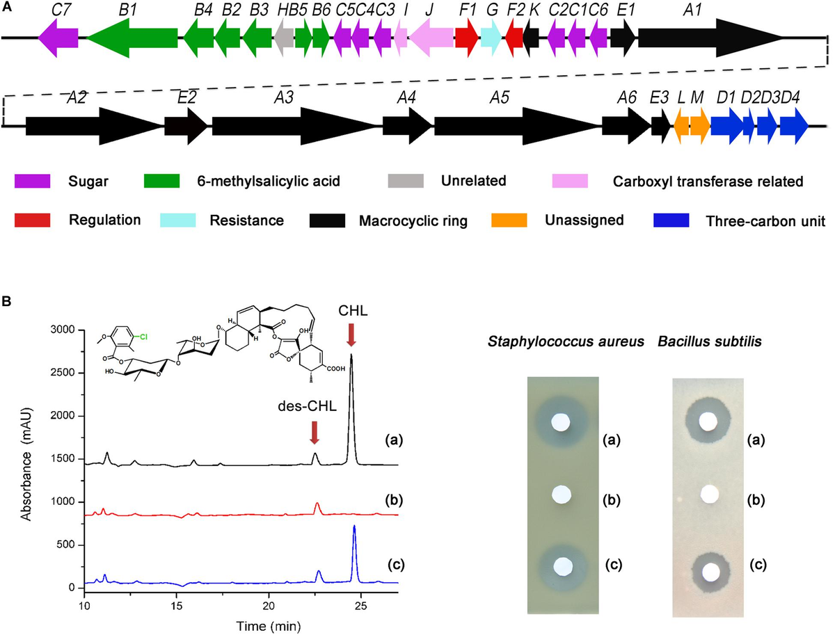 Frontiers | Co-expression of a SARP Family Activator ChlF2 and a Type ...