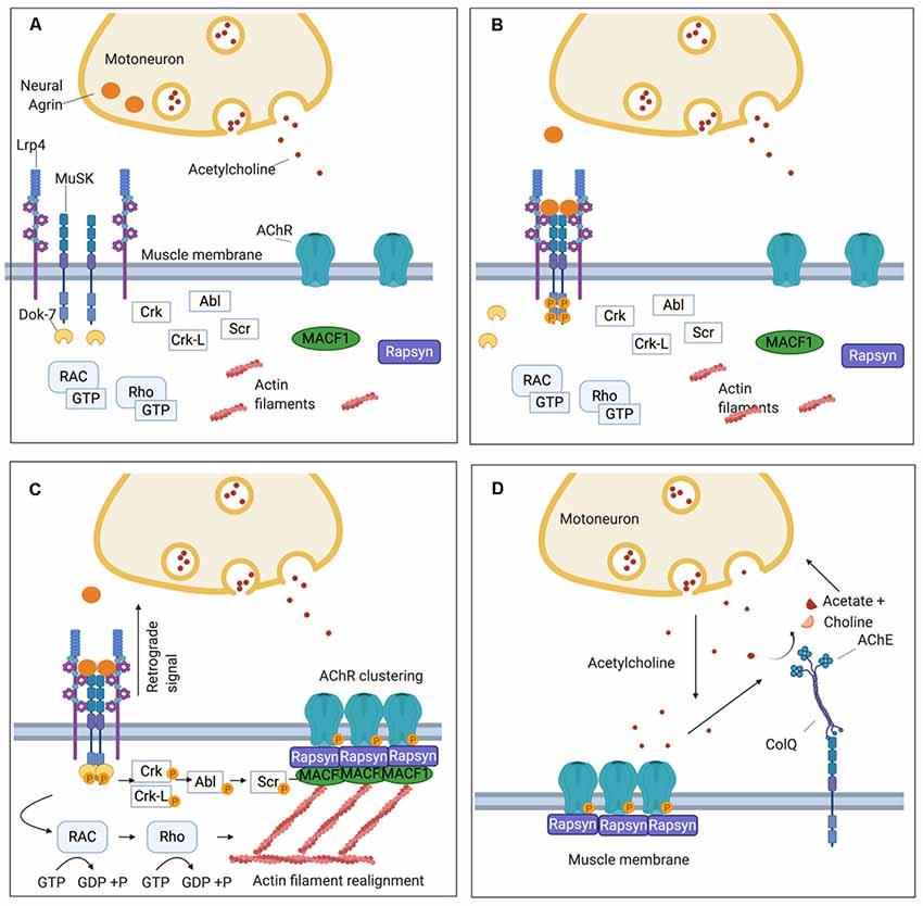 Frontiers | Myasthenia Gravis With Antibodies Against Muscle Specific ...