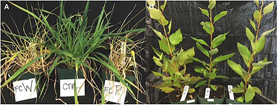 Frontiers | Leaf Endophytes of Populus trichocarpa Act as Pathogens of ...