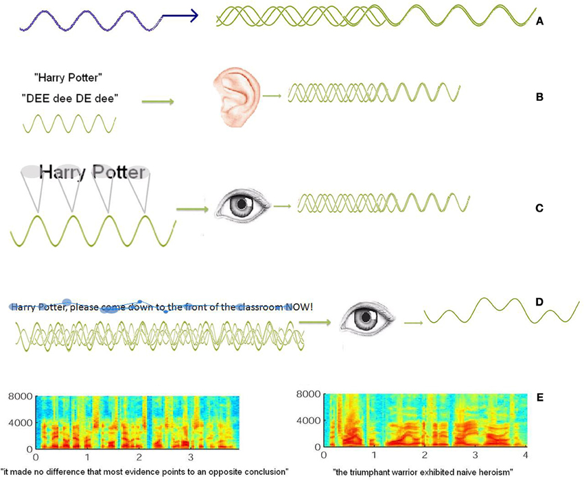 Frontiers | Temporal sampling in vision and the implications for dyslexia