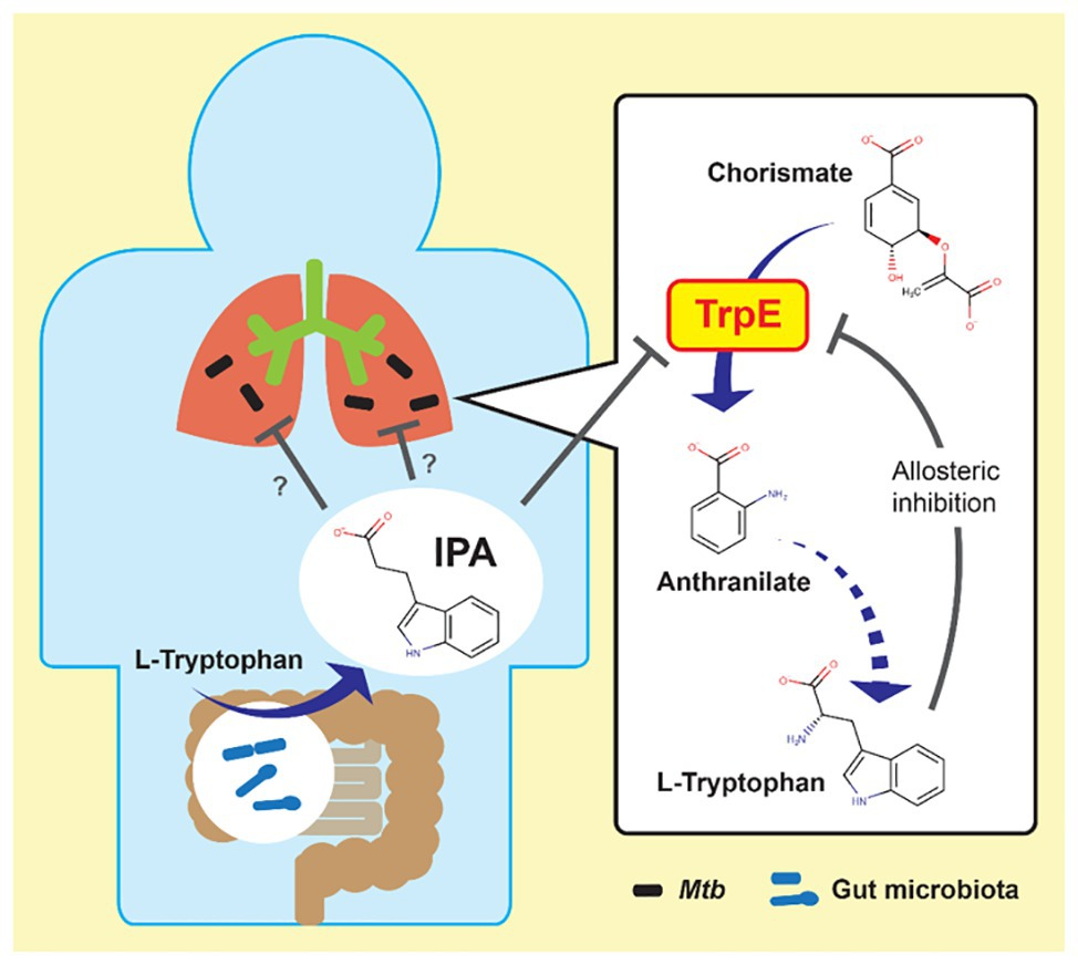 Frontiers | Indole Propionic Acid, an Unusual Antibiotic Produced by ...