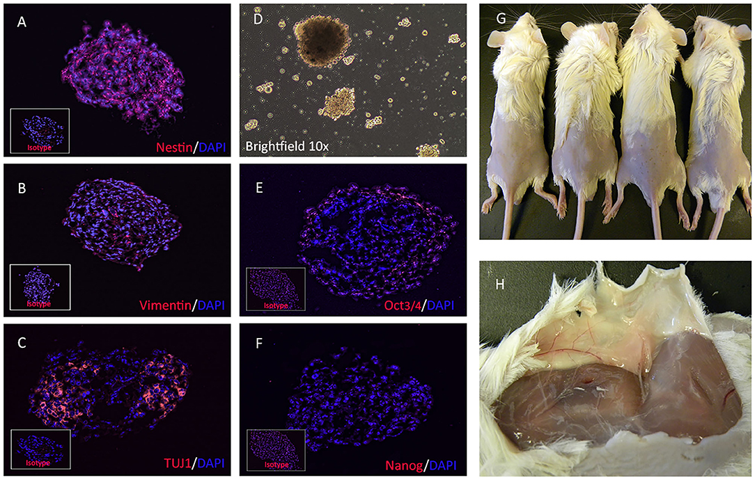Frontiers | Generation of Neural Progenitor Cells From Canine Induced ...