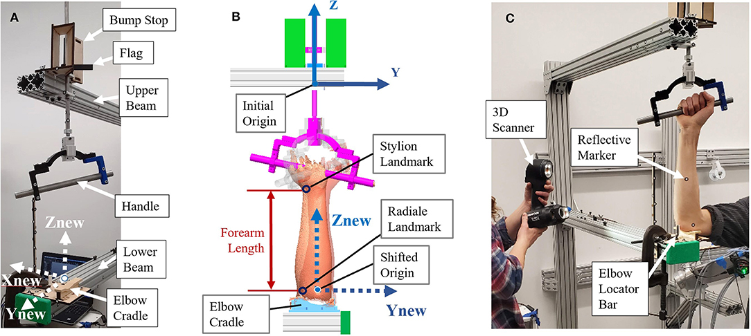 Frontiers | 3D Scanning of the Forearm for Orthosis and HMI Applications