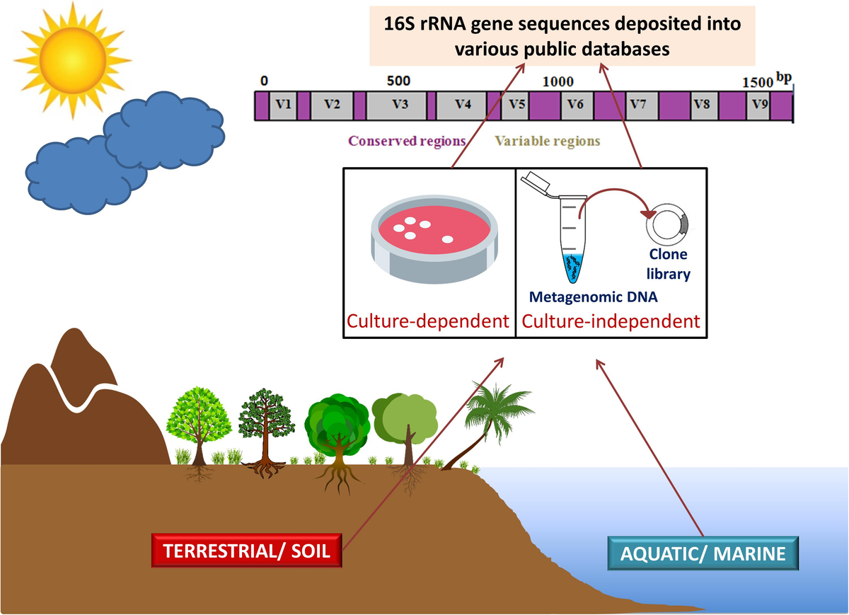 Frontiers | Recent Understanding of Soil Acidobacteria and Their ...