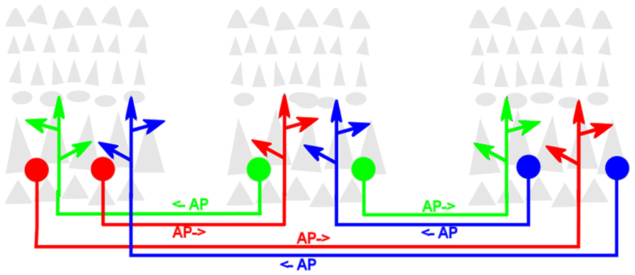 Frontiers | Reentry: a key mechanism for integration of brain function