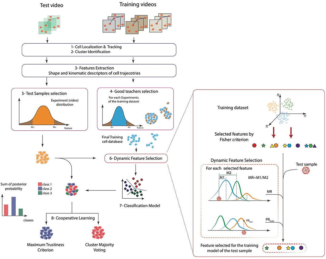 Frontiers | Deciphering Cancer Cell Behavior From Motility and Shape ...