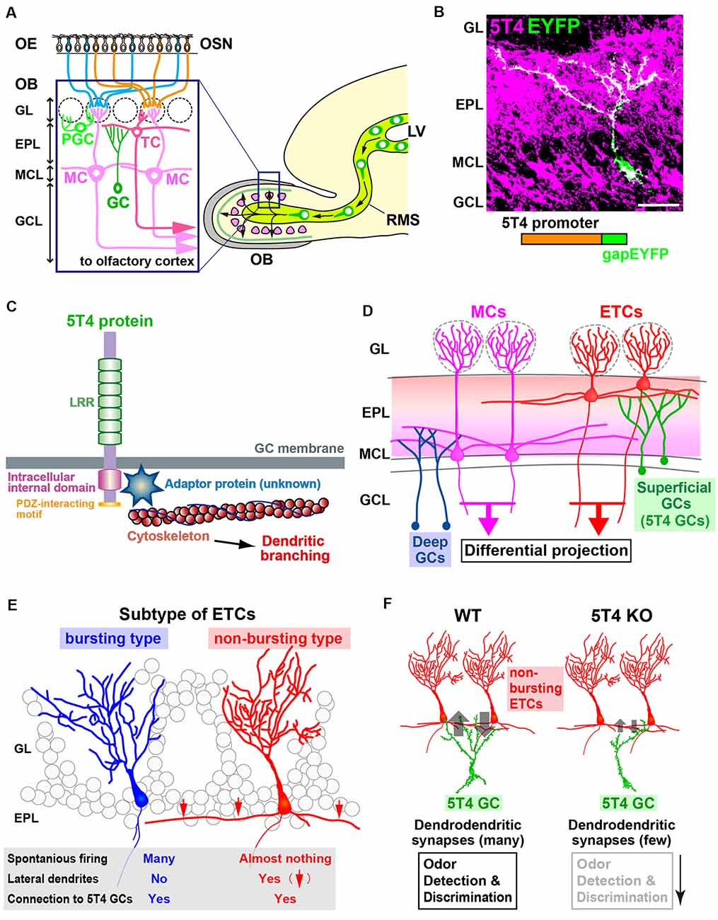 Frontiers | LRR-Containing Oncofetal Trophoblast Glycoprotein 5T4 ...