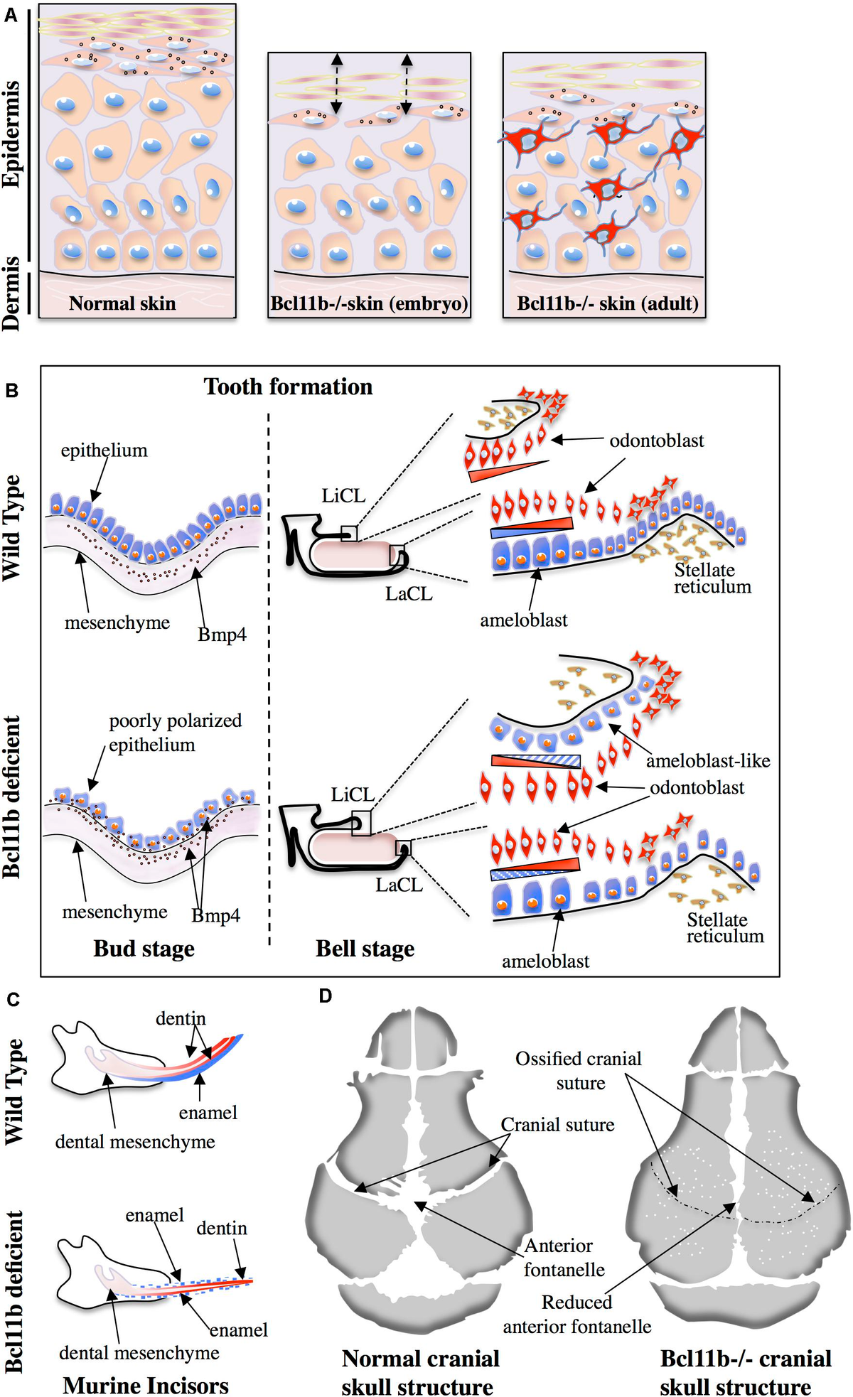 Frontiers | Bcl11b/Ctip2 in Skin, Tooth, and Craniofacial System