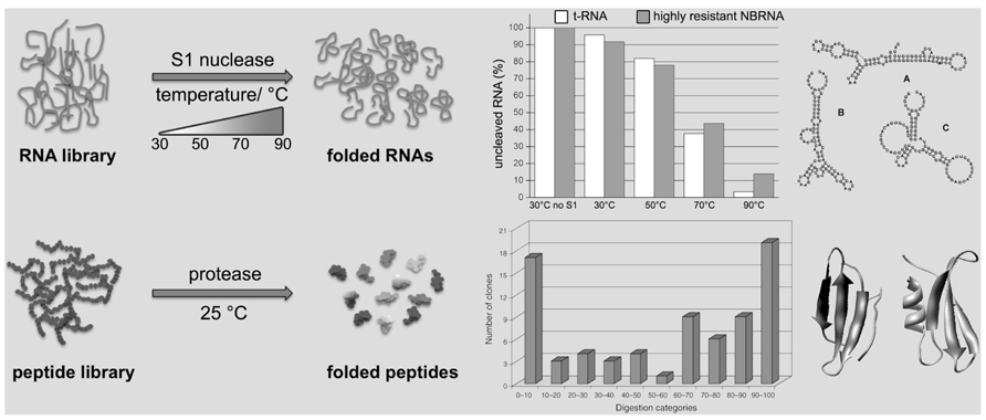 Frontiers | Chemical synthetic biology: a mini-review
