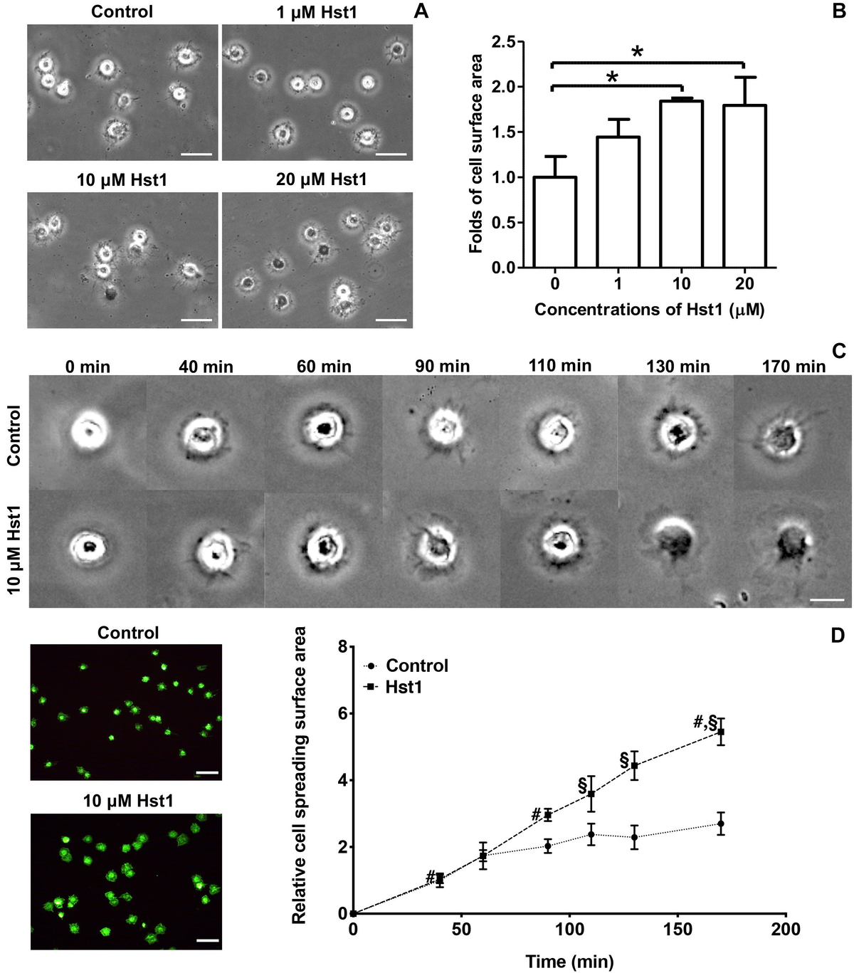 Frontiers | Human Salivary Histatin-1 Promotes Osteogenic Cell ...