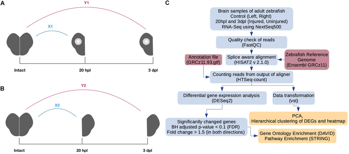 Frontiers Comparative Transcriptome Analysis Of The Regenerating