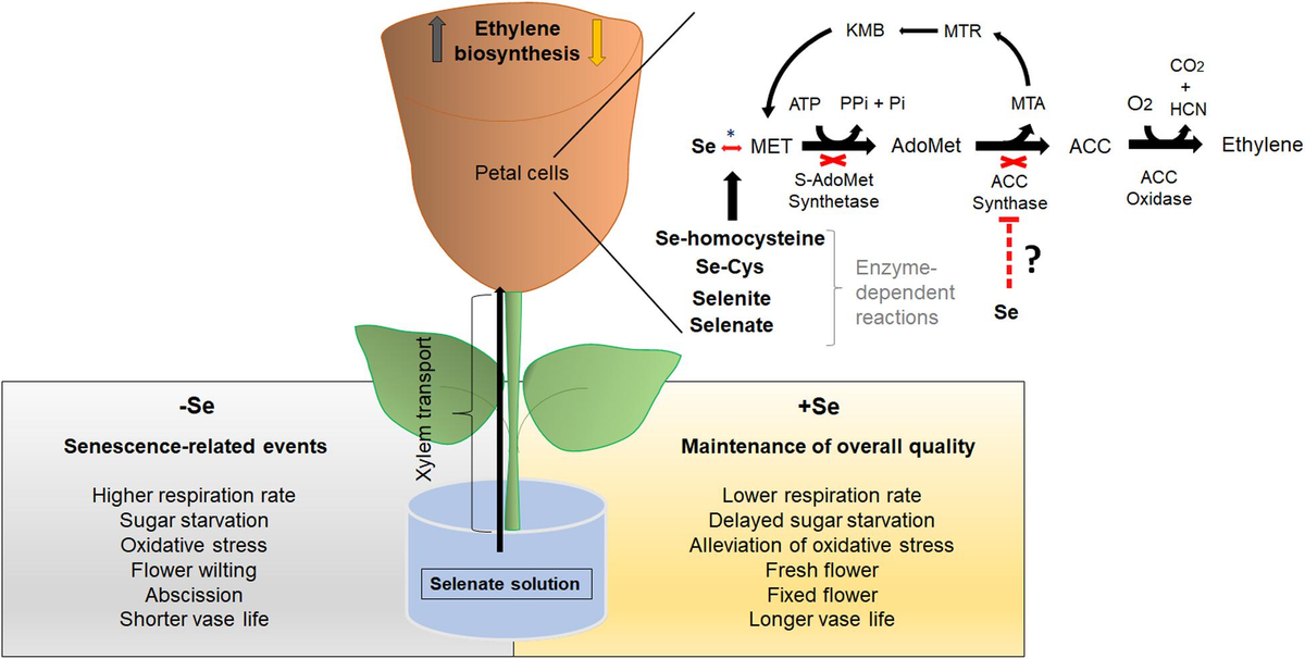 Frontiers | Selenium-Ethylene Interplay in Postharvest Life of Cut Flowers