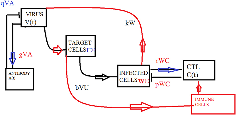 Frontiers | Delayed Modeling Approach to Forecast the Periodic Behavior ...