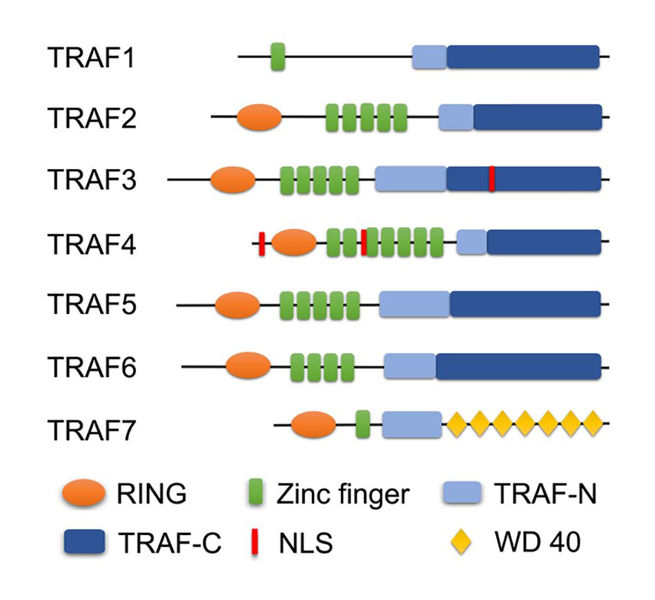 Frontiers | Roles of TRAFs in Ischemia-Reperfusion Injury