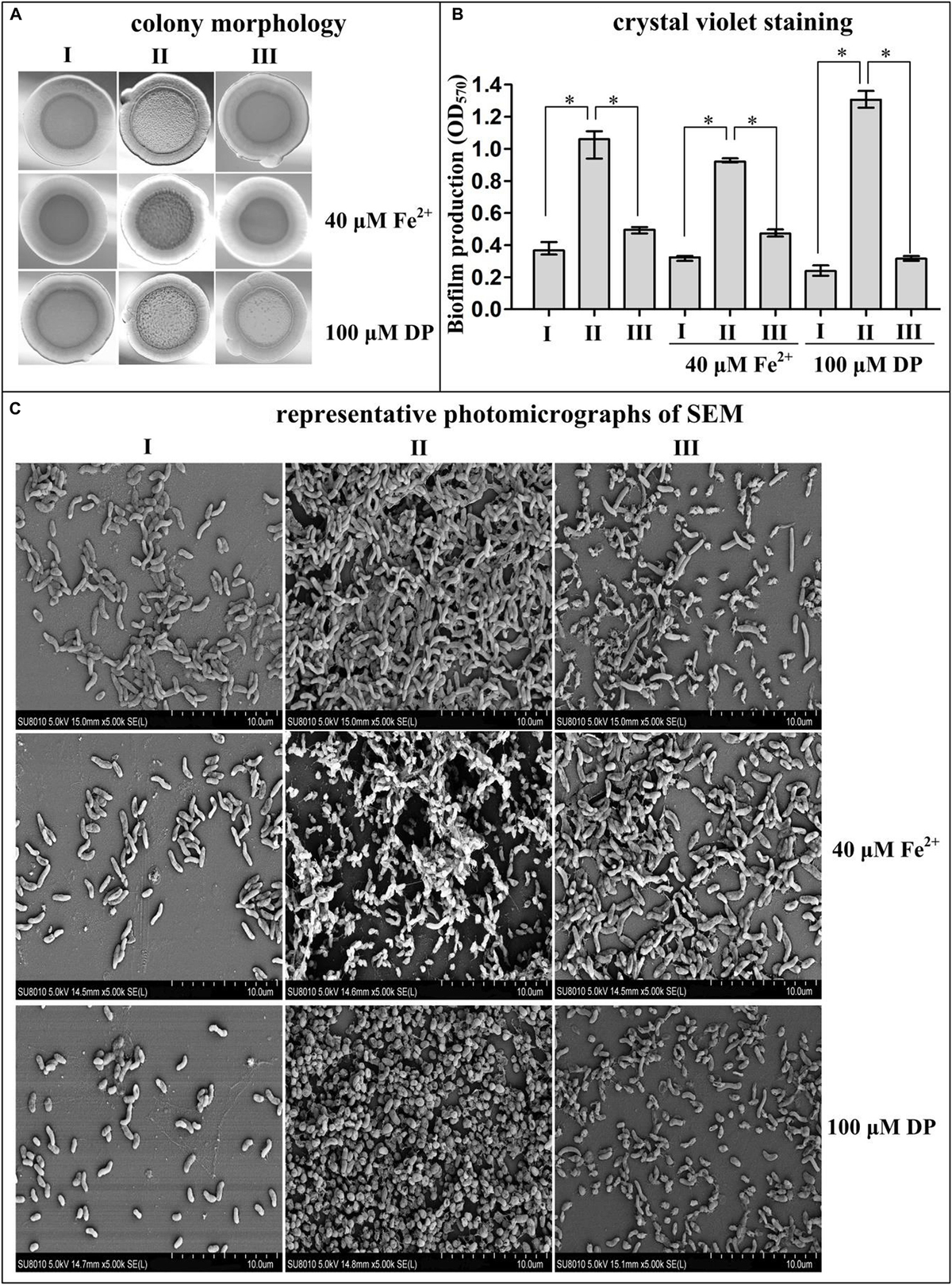 Frontiers | Fur Represses Vibrio cholerae Biofilm Formation via Direct ...