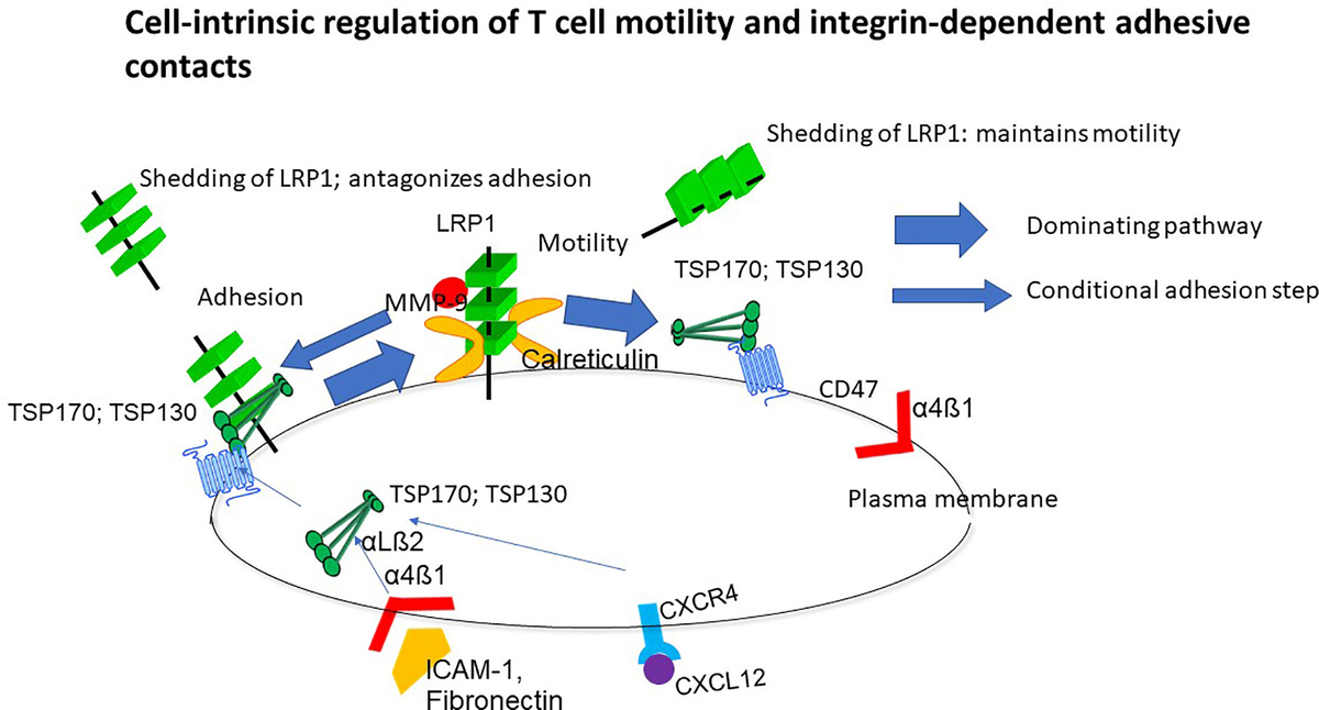Frontiers | T Cell Motility─How Is It Regulated?