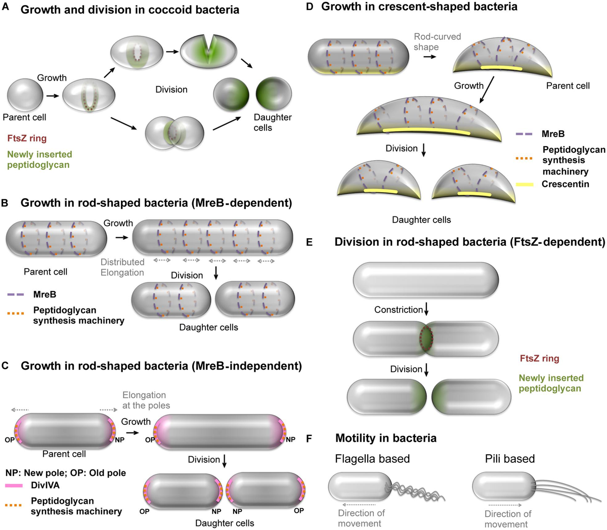 Frontiers | Exploring Spiroplasma Biology: Opportunities and Challenges