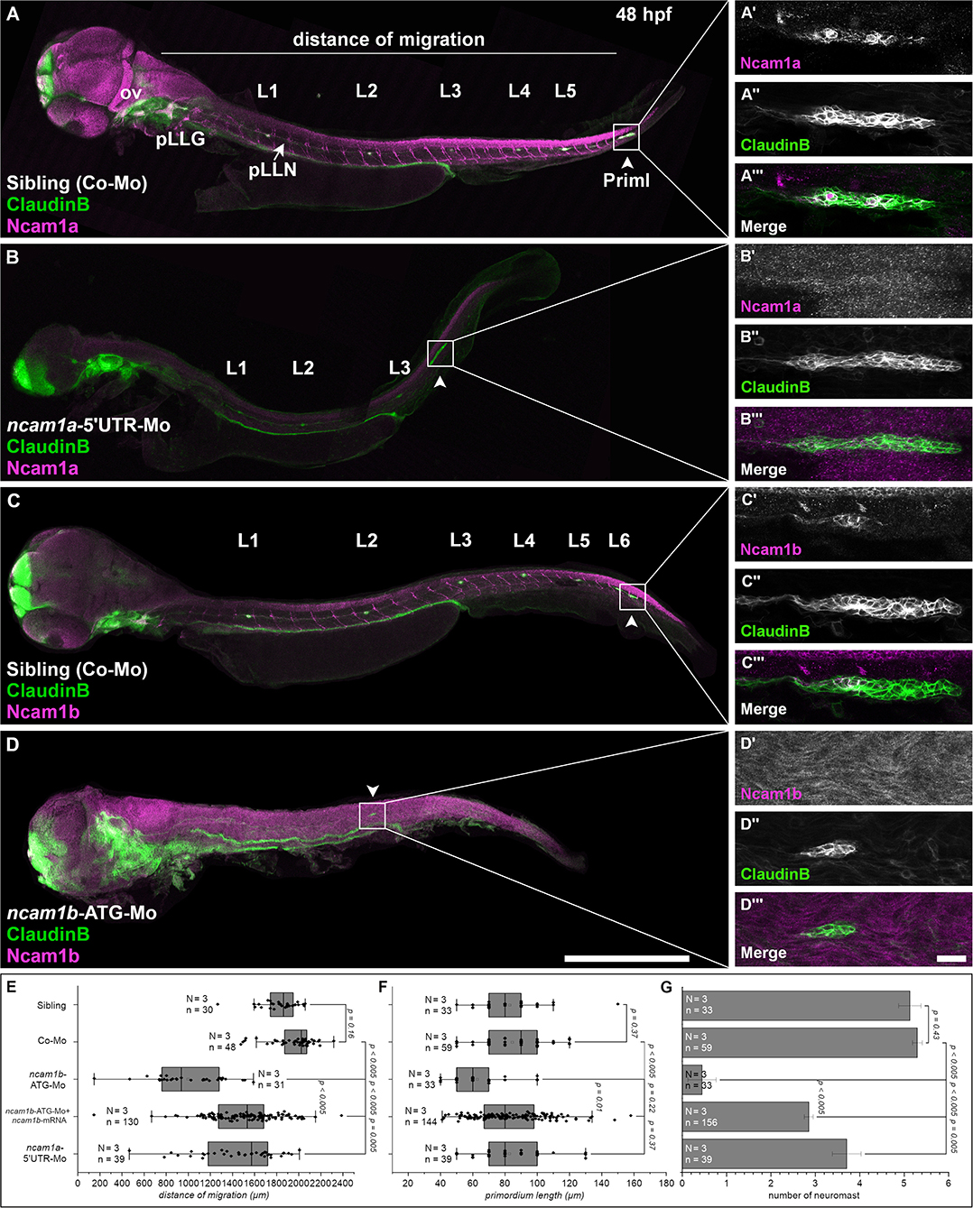 Frontiers | Cell Proliferation and Collective Cell Migration During ...