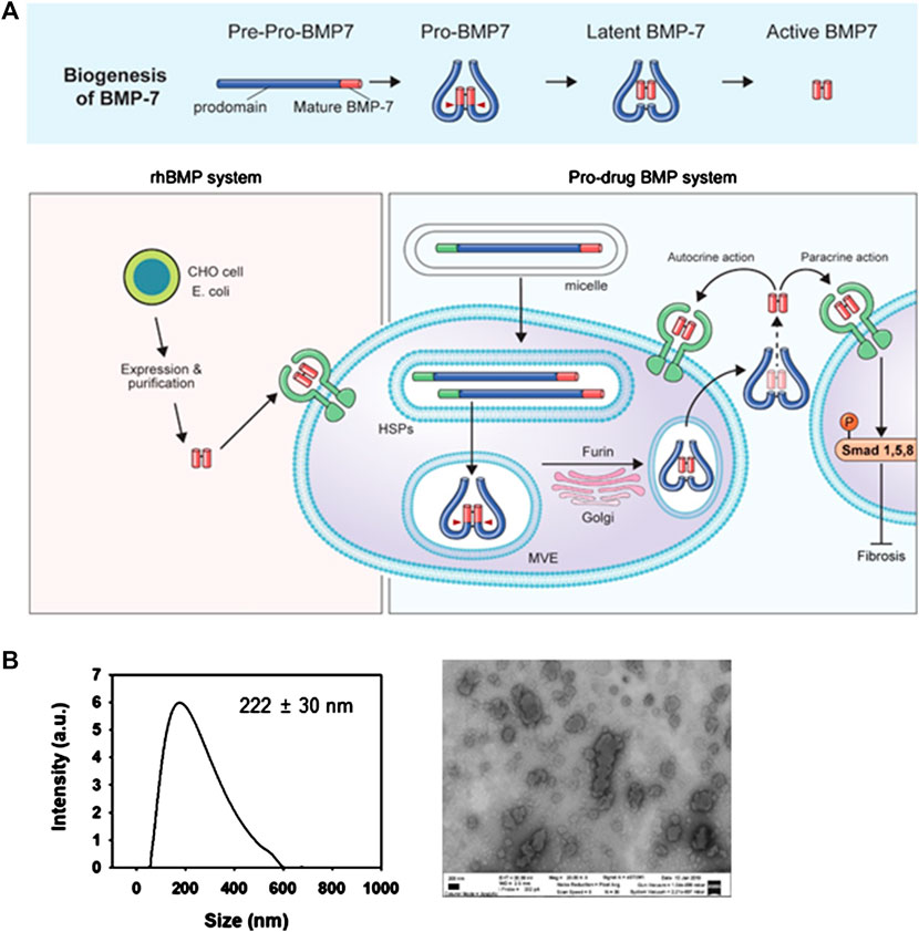 Frontiers | Micellized Protein Transduction Domain-Bone Morphogenetic ...