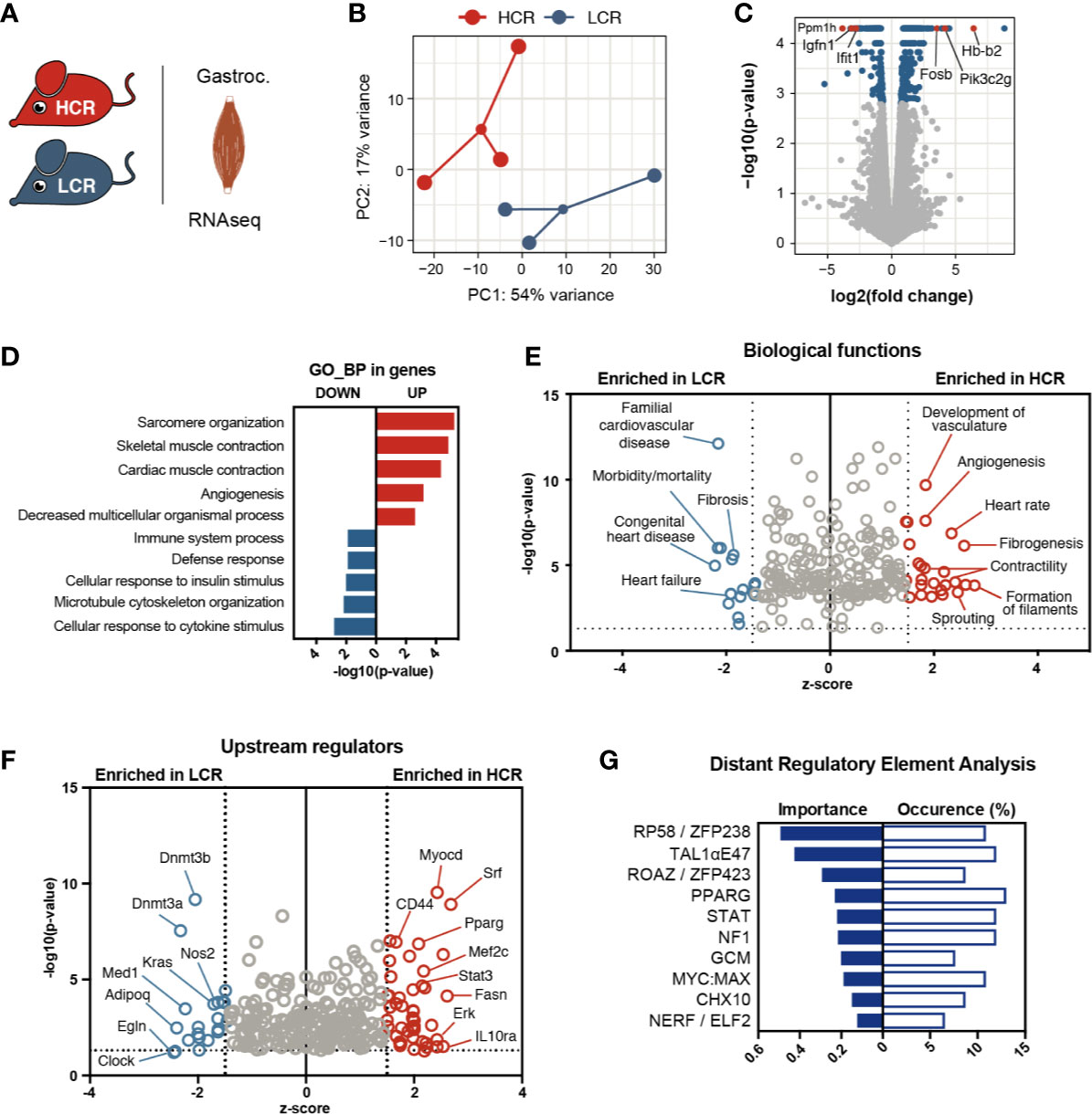Frontiers | Comparative Analysis of Skeletal Muscle Transcriptional Signatures Associated With ...