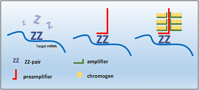 Frontiers | RNAScope in situ Hybridization as a Novel Technique for the ...